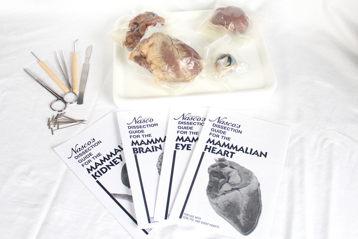 Mammal Organs Dissection Kit – Home Educational Resources