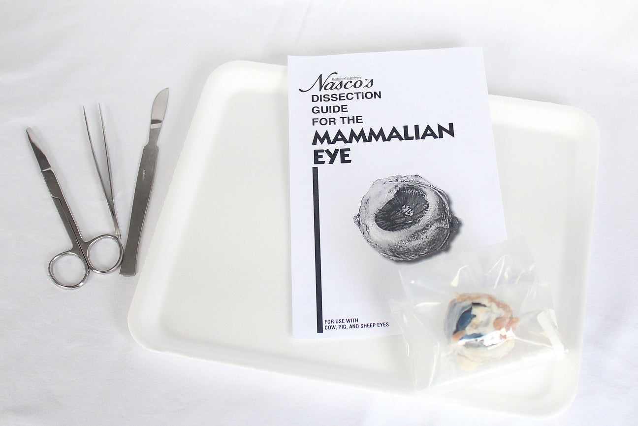 Cow Eye Dissection Kit – Home Educational Resources