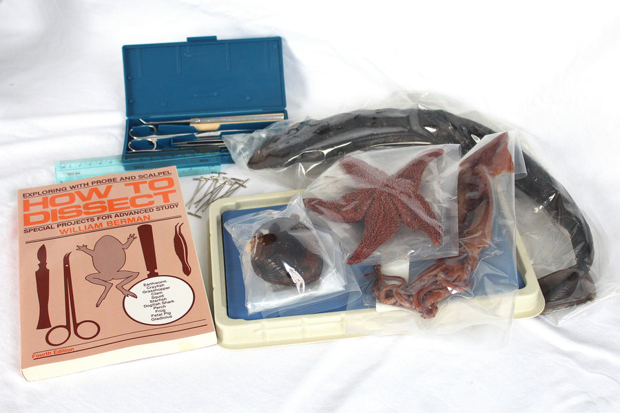 Marine Dissection Kit – Home Educational Resources