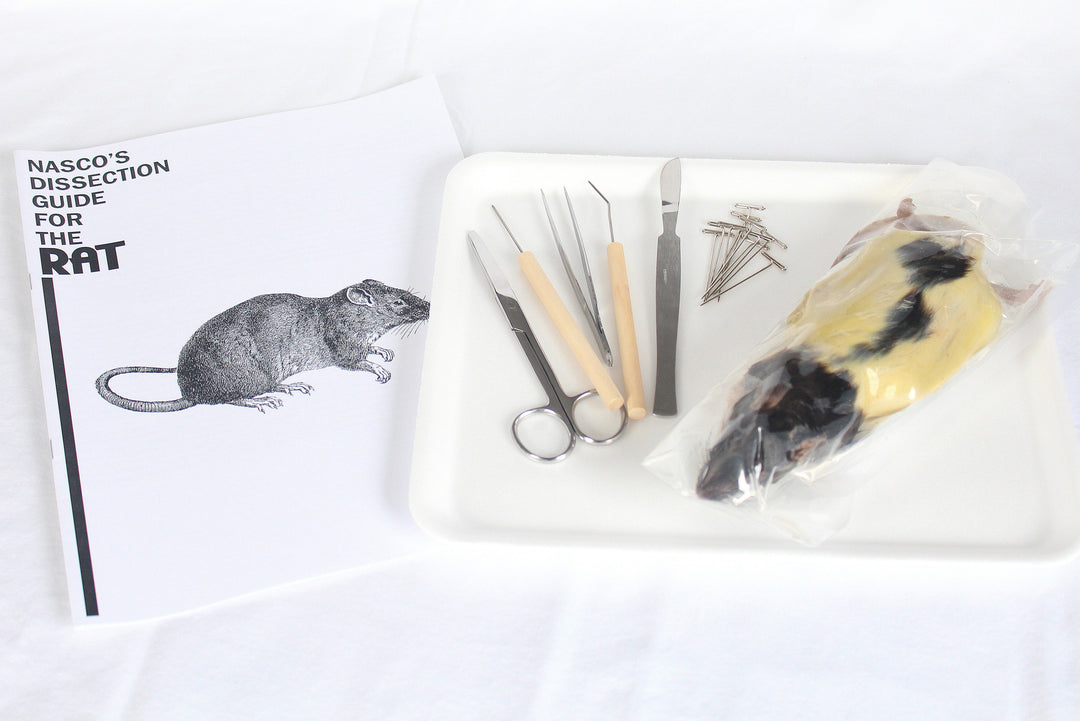 Rat Dissection Kit – Home Educational Resources